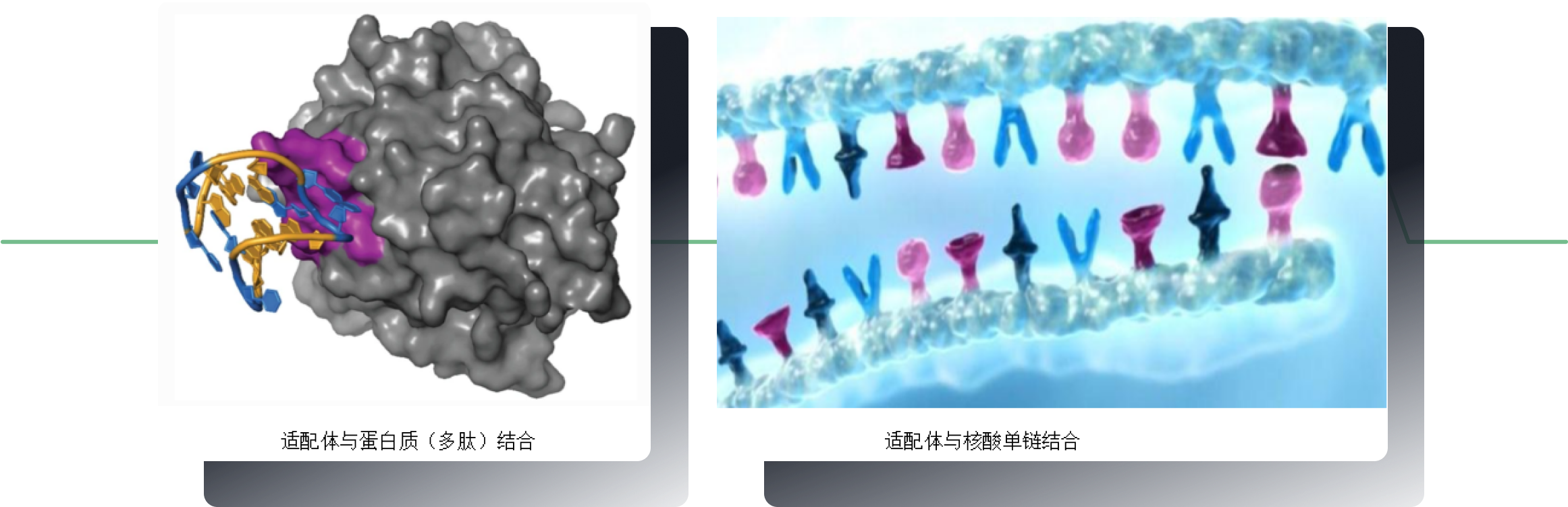 Description | ZJU-China - iGEM WP1